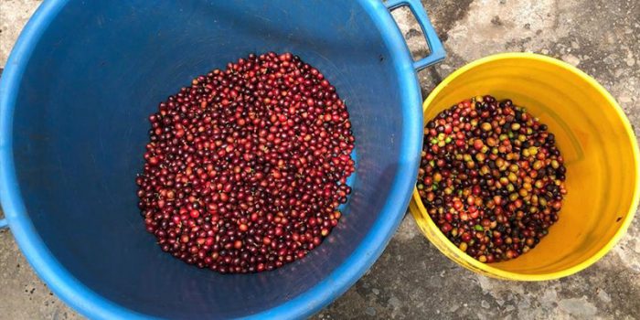 The true meaning of cheap coffee - Vinhood