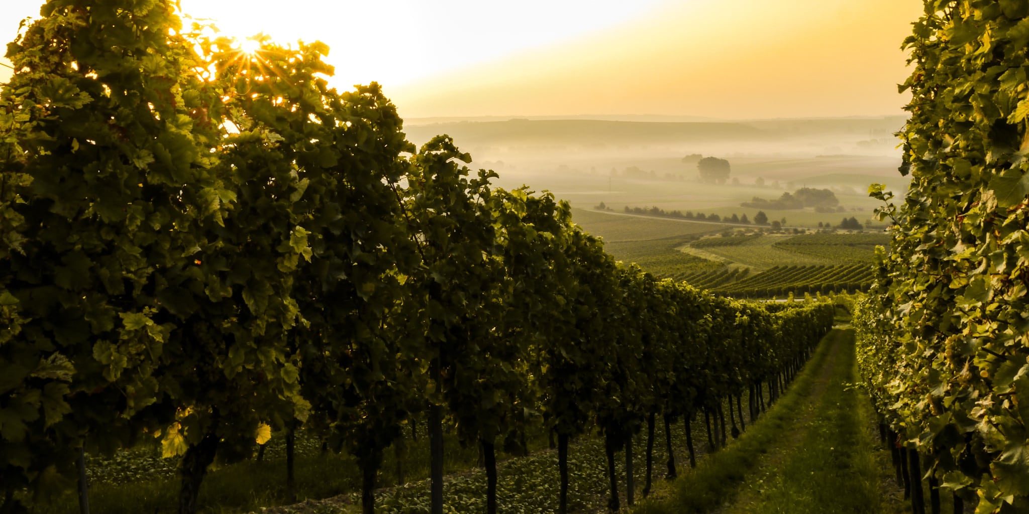 NEBBIOLO: UN SOLO VITIGNO PER MOLTEPLICI ECCELLENZE - Vinhood