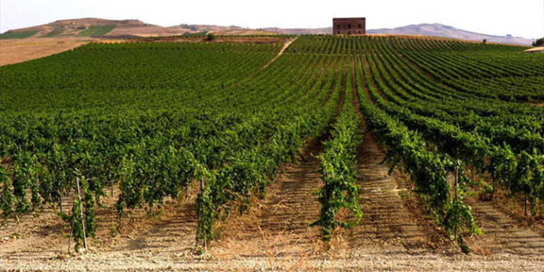 Grillo: the native grape variety that tells the story of Sicily - Vinhood