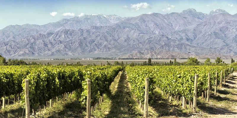 Vigneti ad alta quota - Vinhood